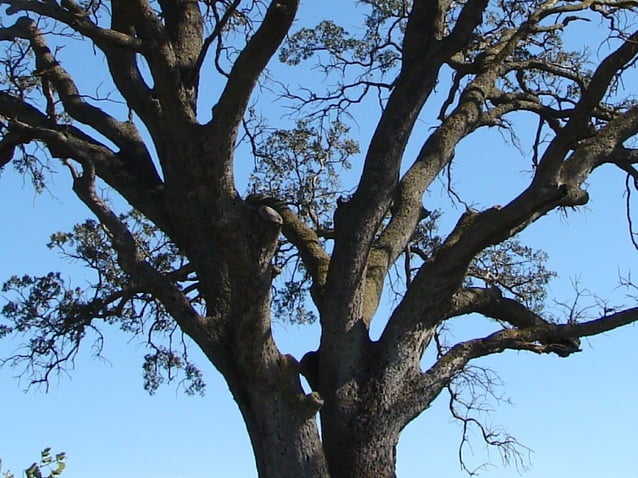 There was a tall oak tree | PPS