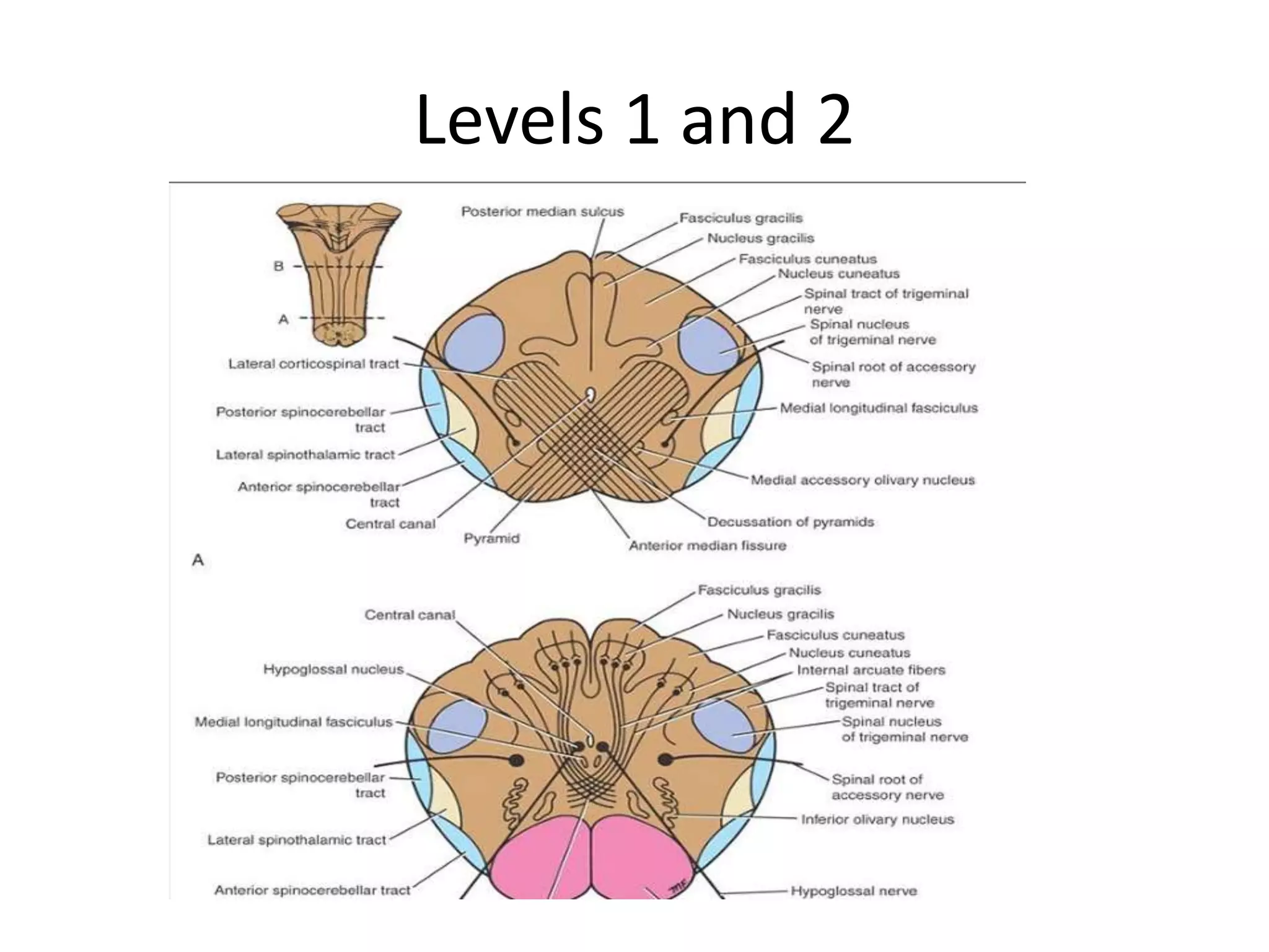 The Rhombencephalon or Hind brain.ppt