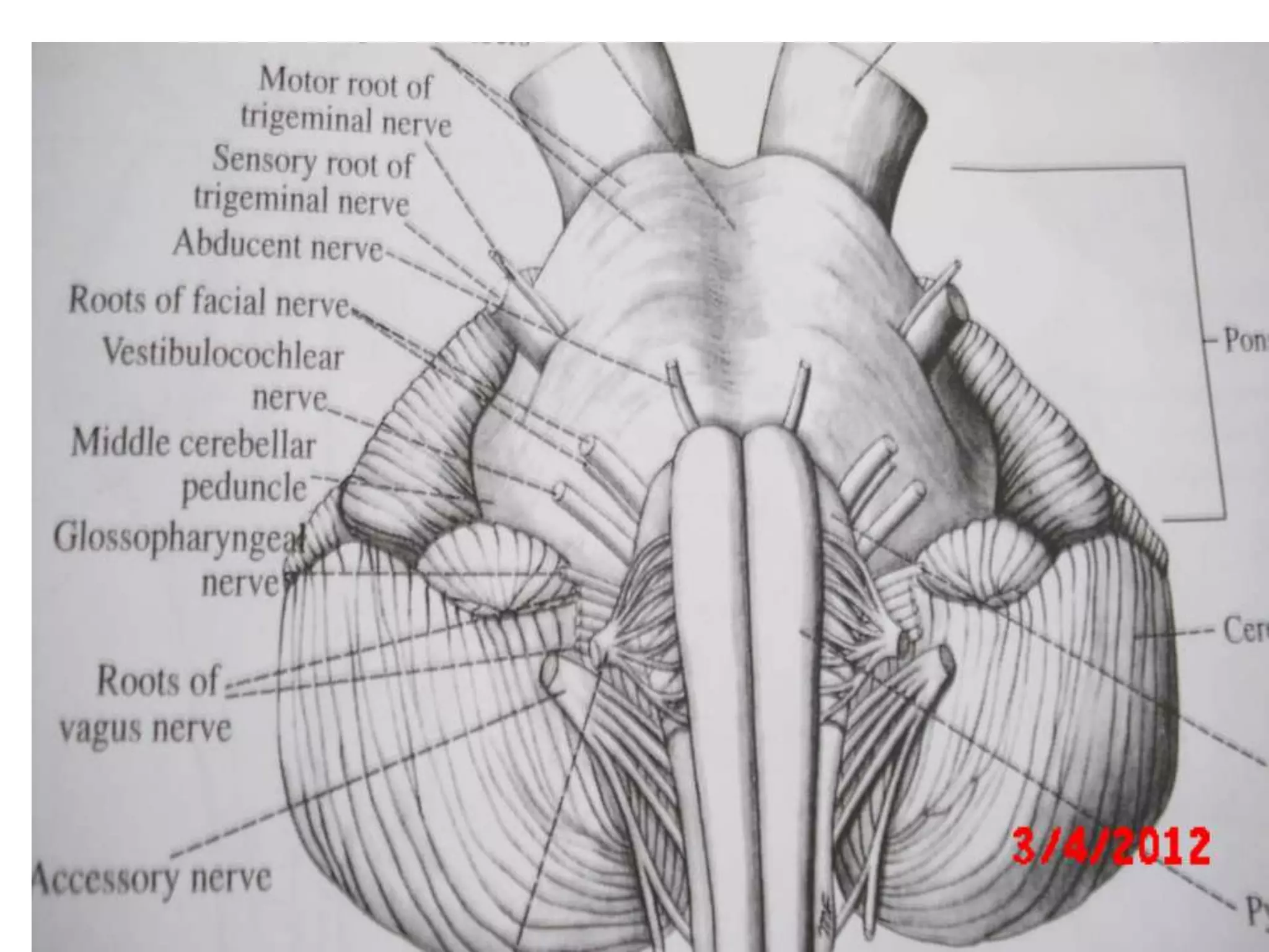 The Rhombencephalon or Hind brain.ppt