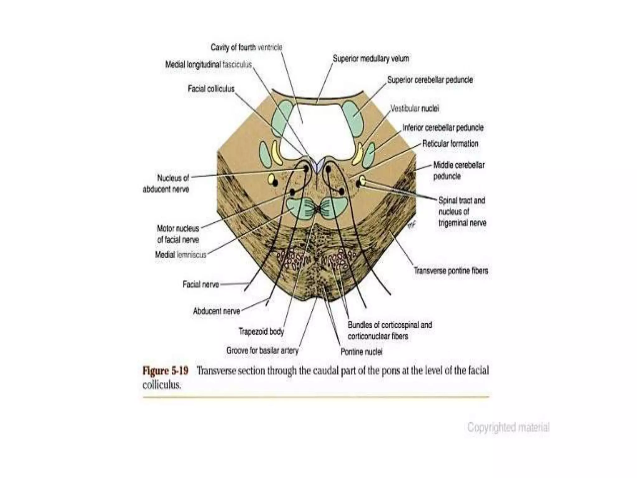 The Rhombencephalon or Hind brain.ppt