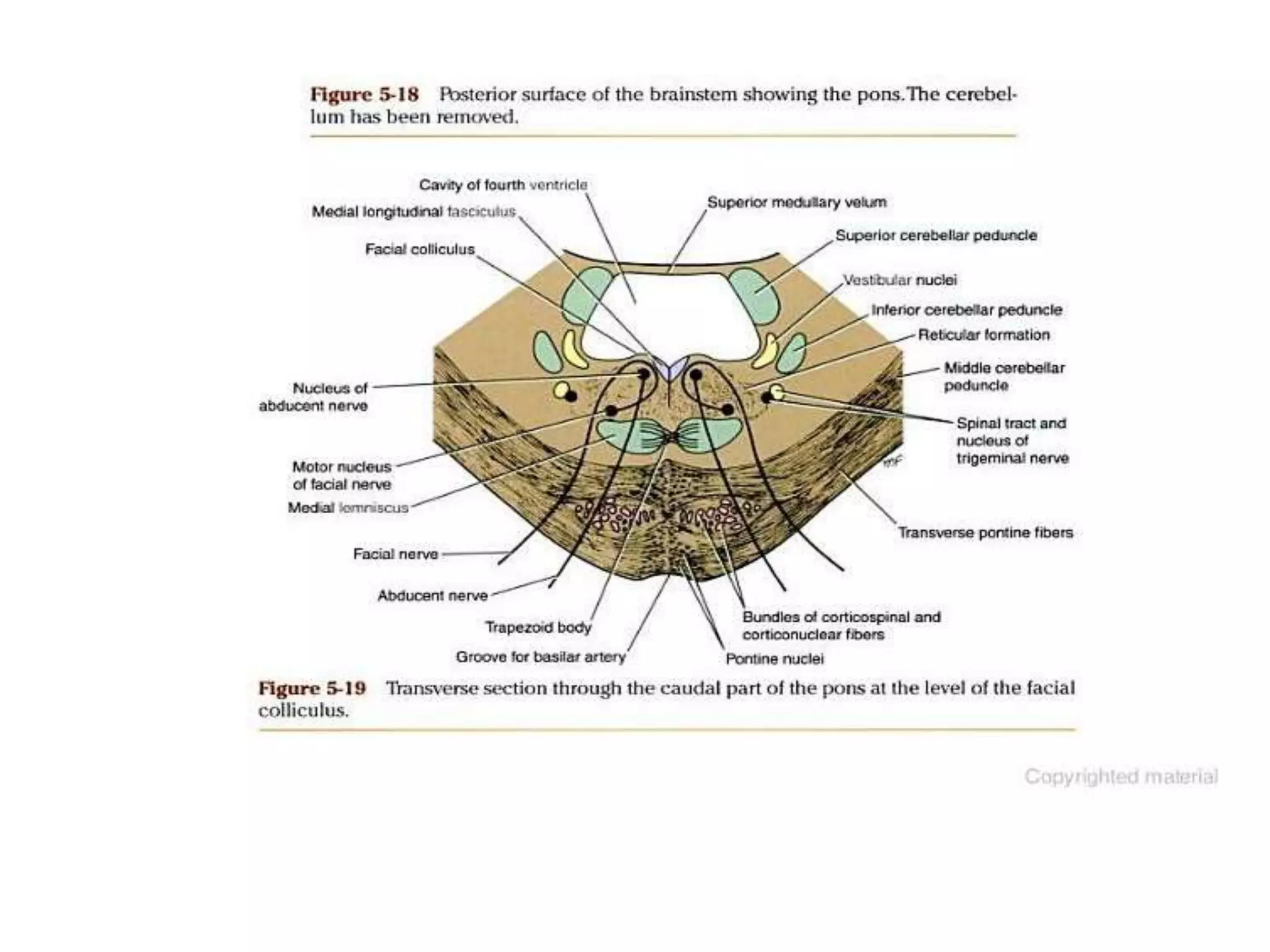 The Rhombencephalon or Hind brain.ppt