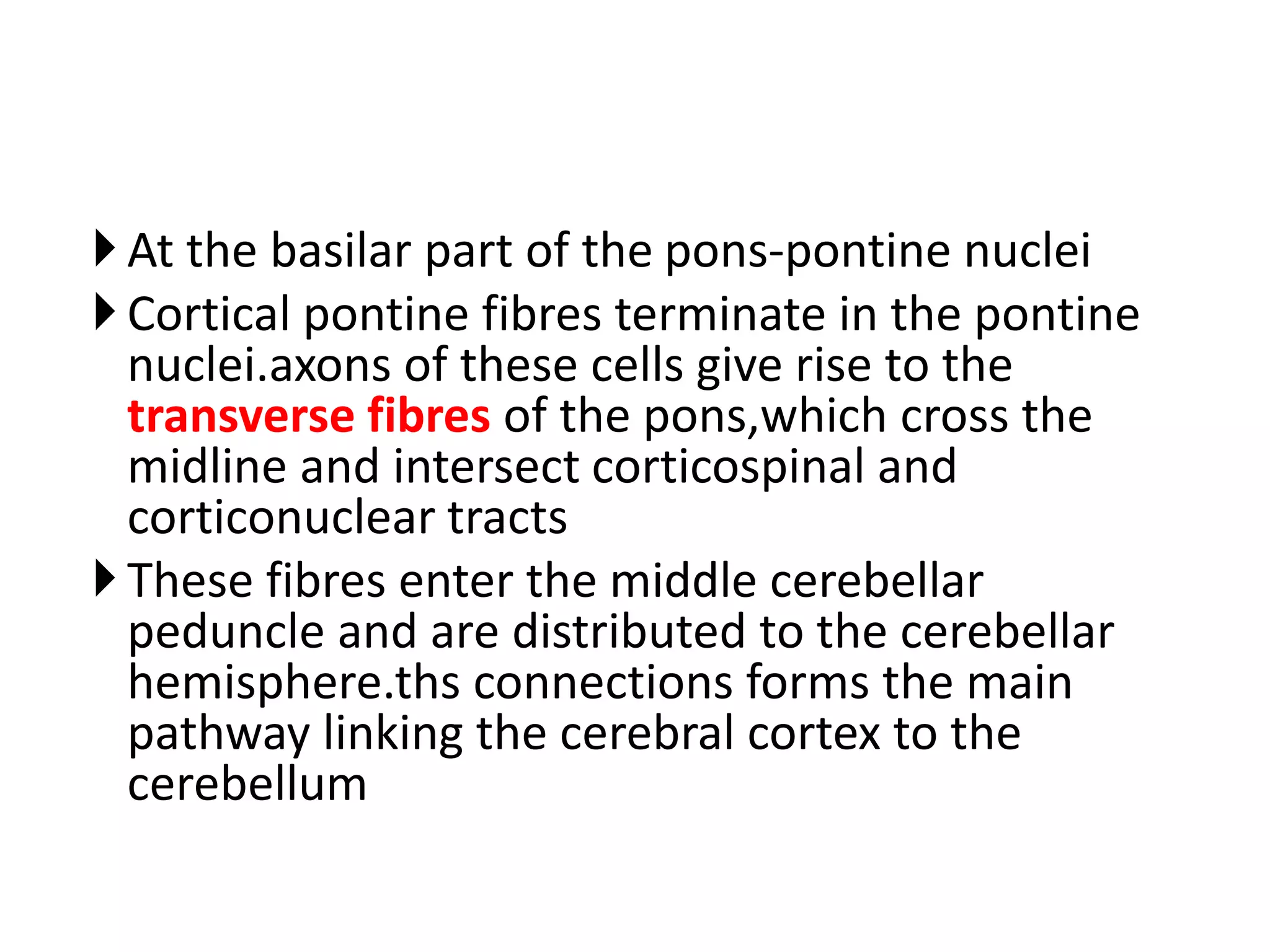 The Rhombencephalon or Hind brain.ppt