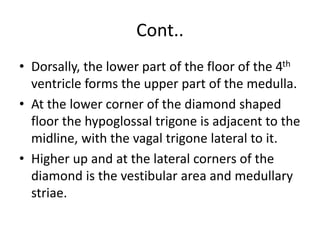 The Rhombencephalon or Hind brain.ppt