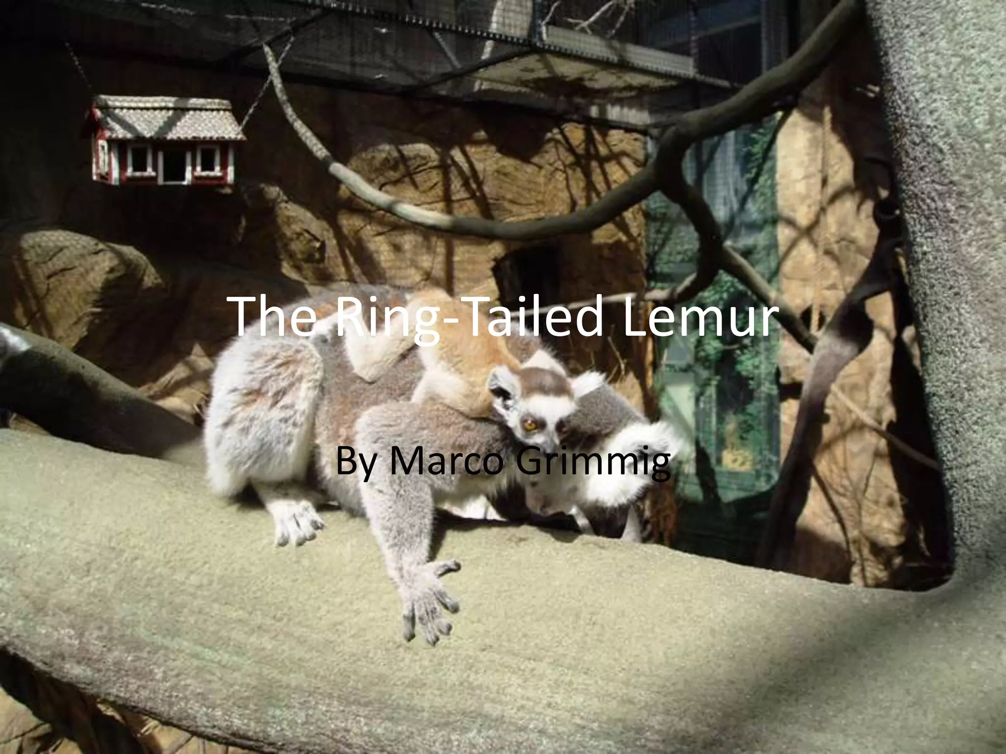 The ring tailed lemur | PPT