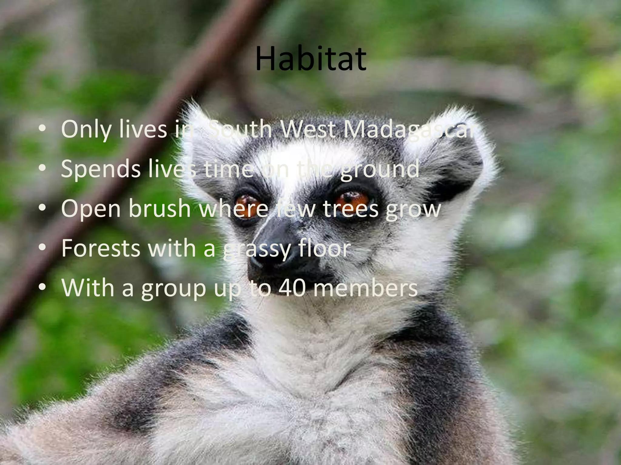 The ring tailed lemur | PPT