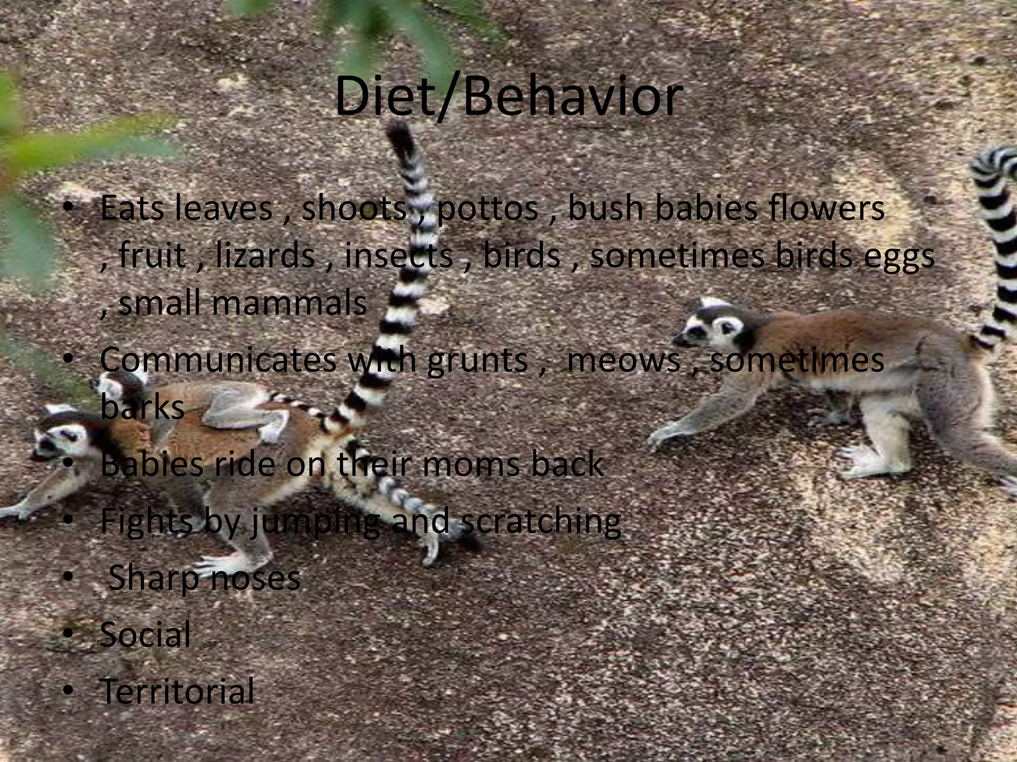 The ring tailed lemur | PPT