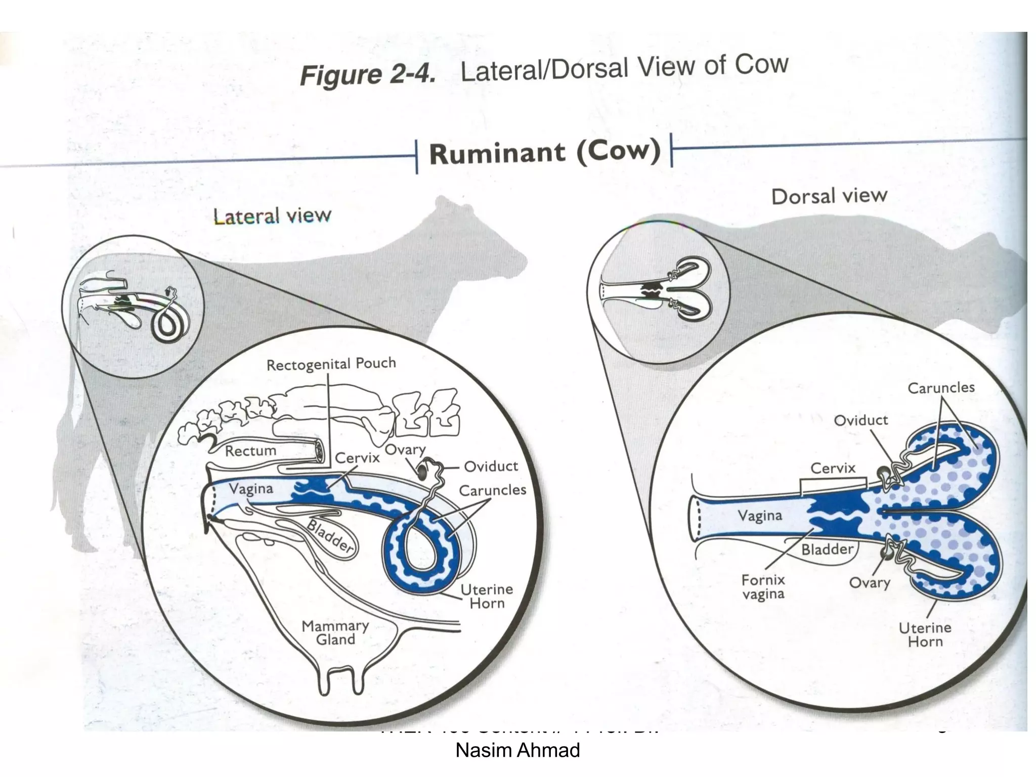 THERIO-Female and Male Anatomy.pdf
