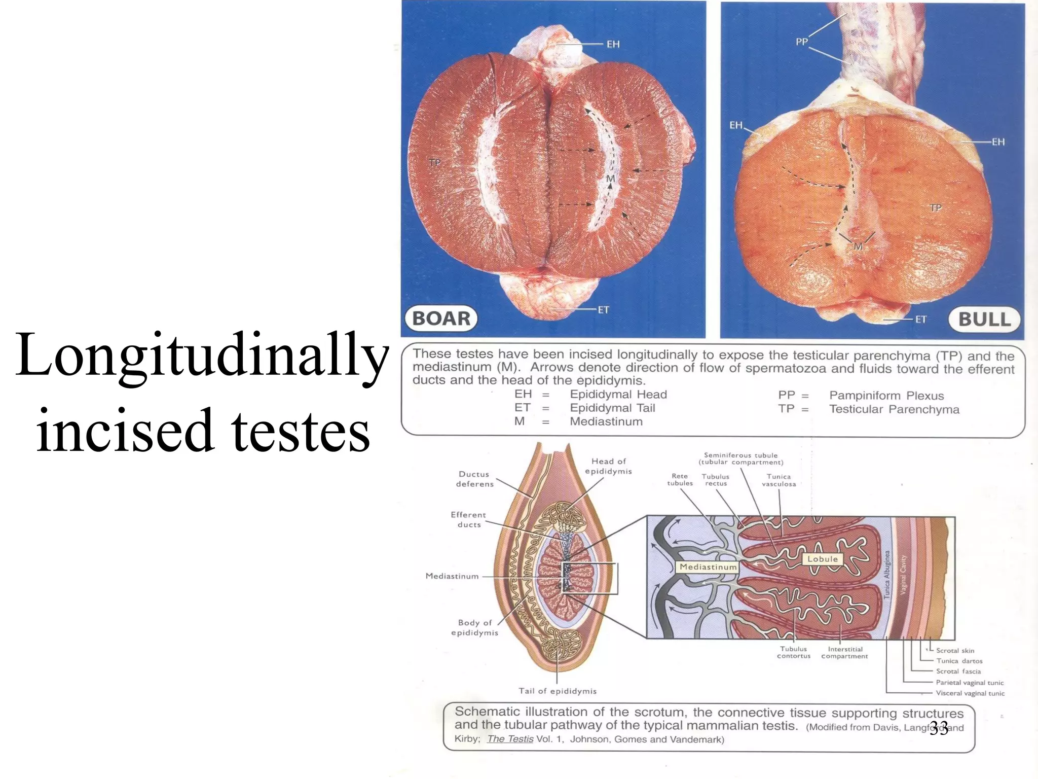 THERIO-Female and Male Anatomy.pdf