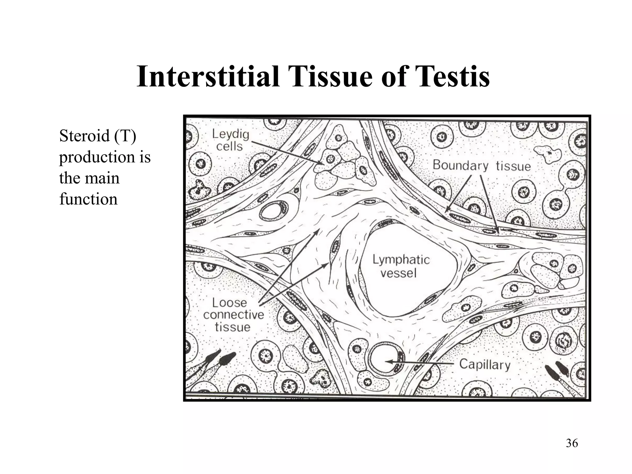 THERIO-Female and Male Anatomy.pdf