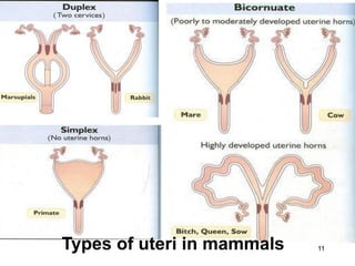 THERIO-Female and Male Anatomy.pdf
