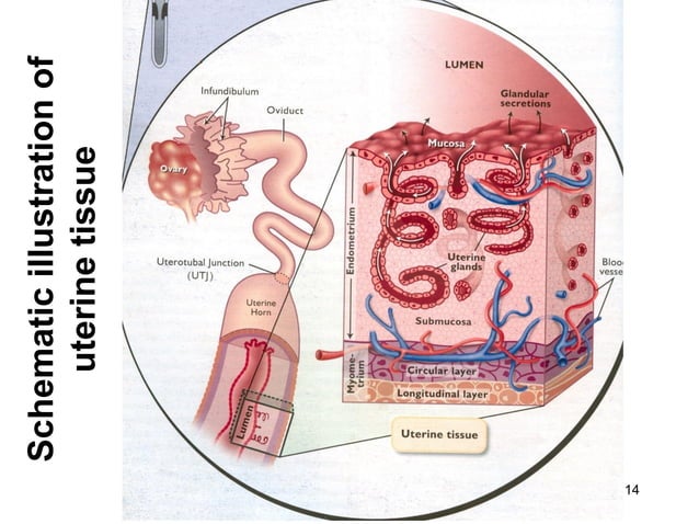 THERIO-Female and Male Anatomy.pdf
