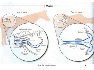 THERIO-Female and Male Anatomy.pdf