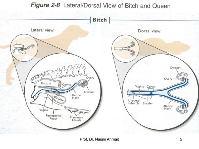 THERIO-Female and Male Anatomy.pdf