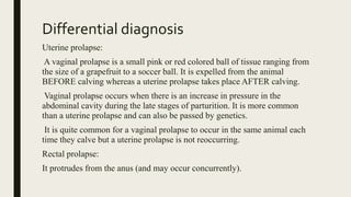Theriogenology | PPTX