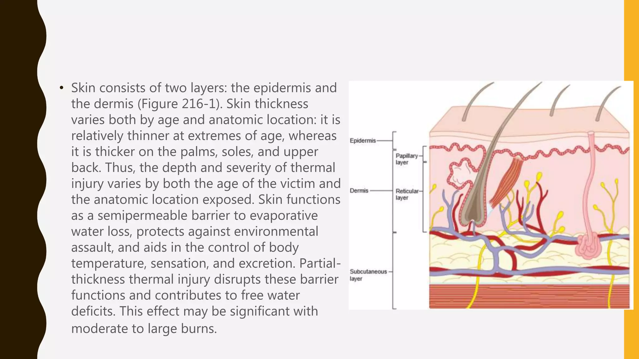 Thermal burns | PPT