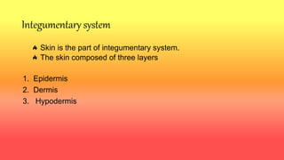 Thermal burns with anatomy of skin. | PPTX