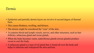 Thermal burns with anatomy of skin. | PPTX