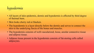 Thermal burns with anatomy of skin. | PPTX