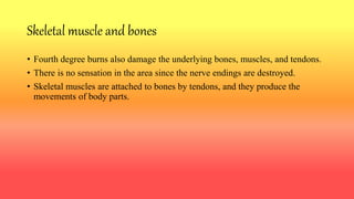 Thermal burns with anatomy of skin. | PPTX
