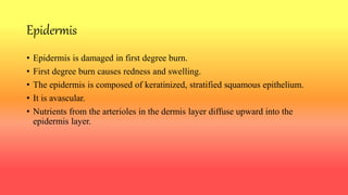 Thermal burns with anatomy of skin. | PPTX