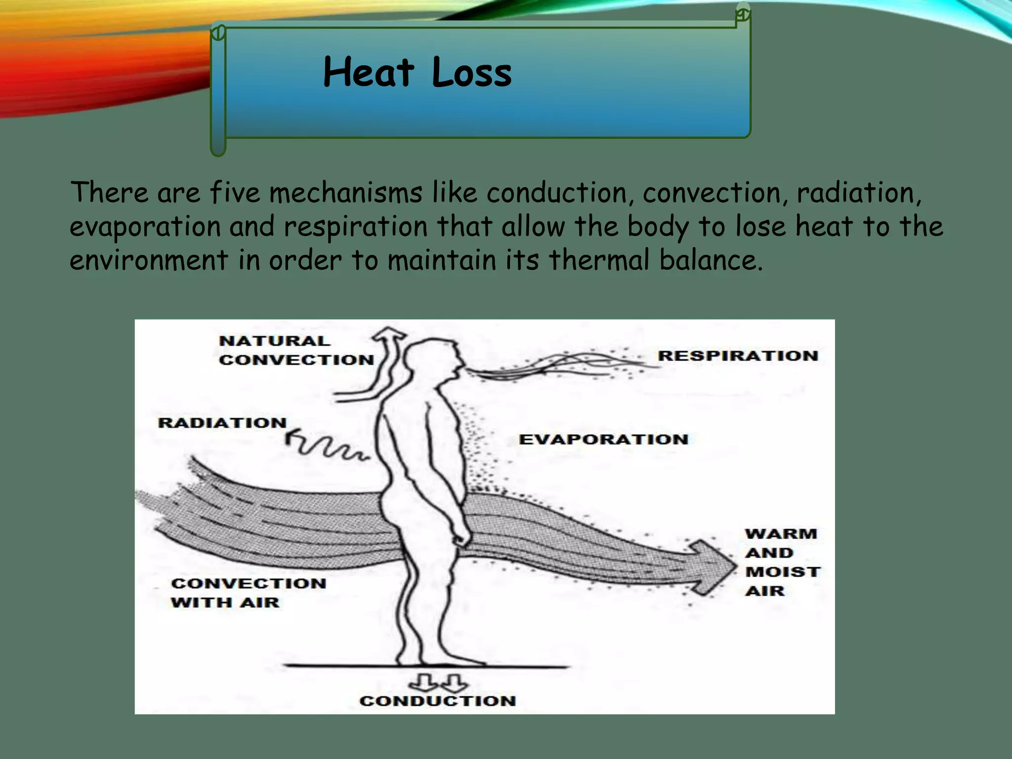 Thermal comfort | PPTX