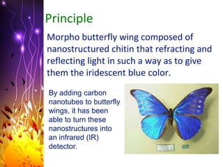 Morpho Butterfly Wings Inspire Thermal Imagers | PPTX
