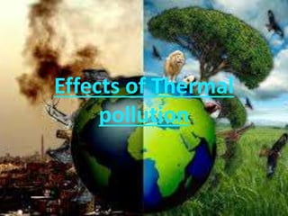 ThermalPollution.pptx