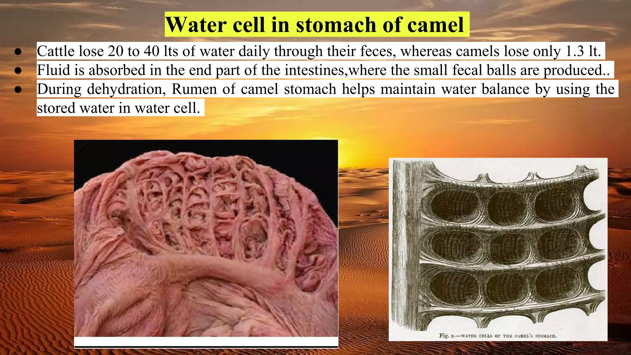 Thermal regulation in camel.pptx