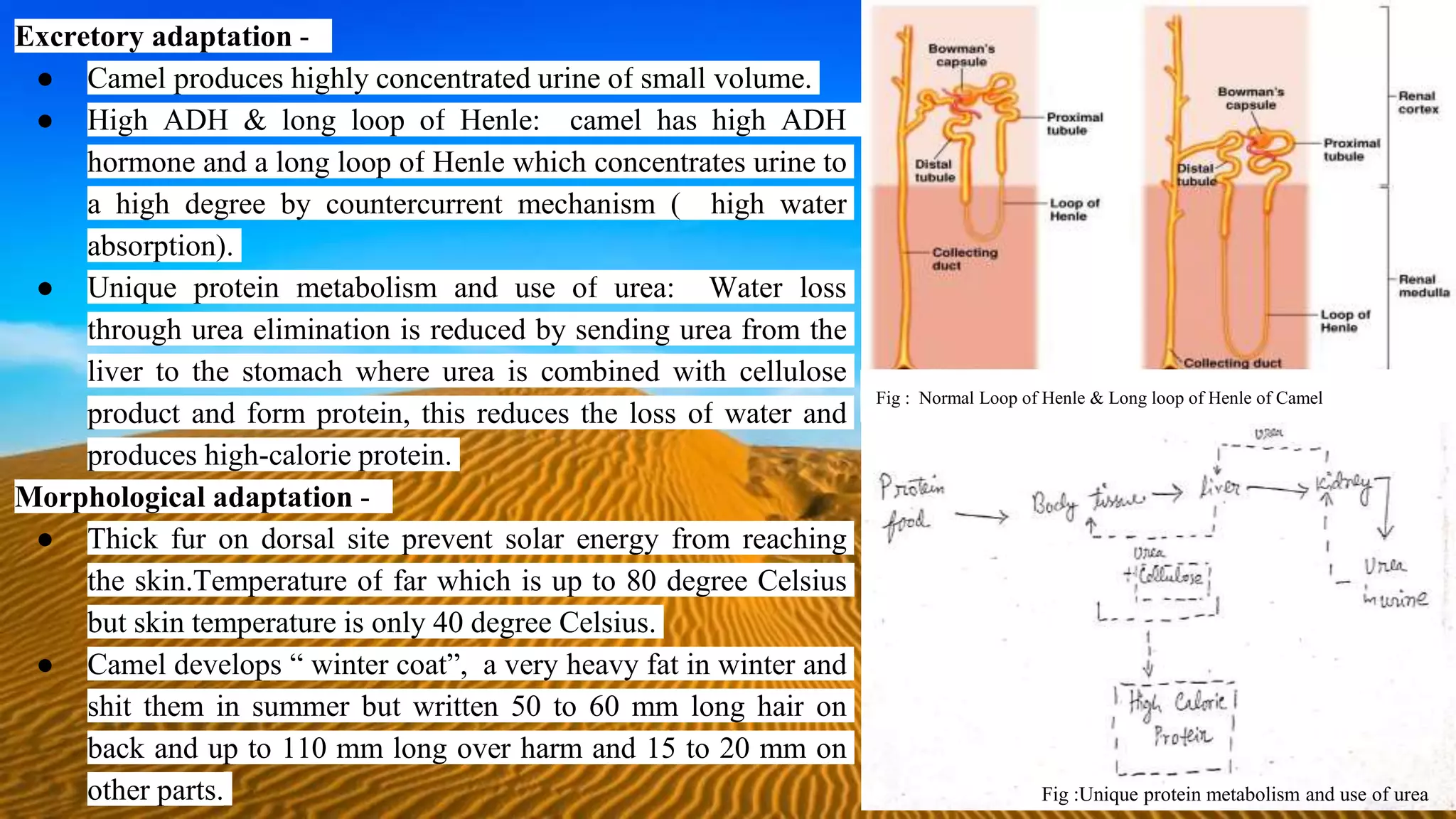Thermal regulation in camel.pptx
