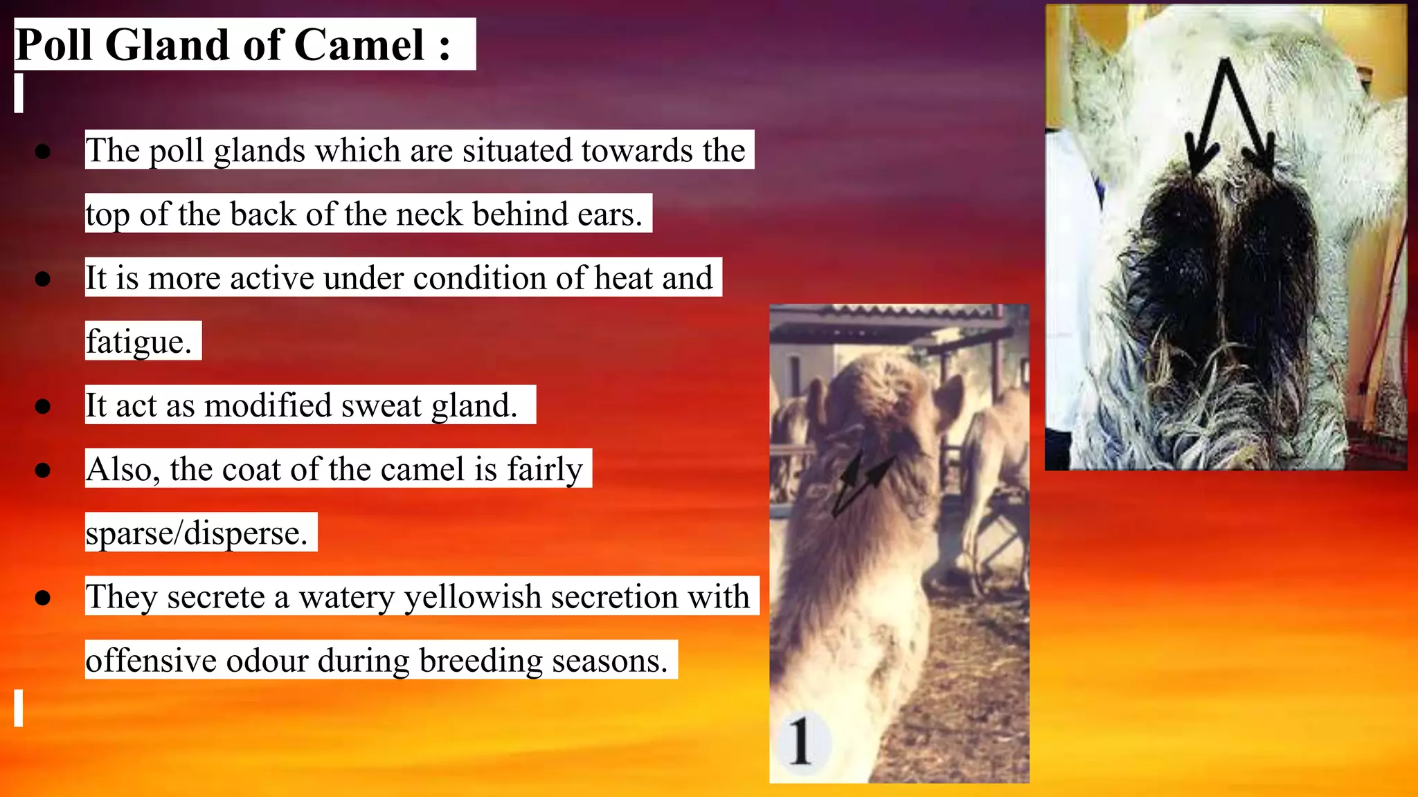 Thermal regulation in camel.pptx