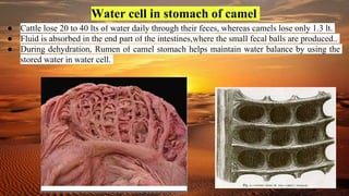 Thermal regulation in camel.pptx