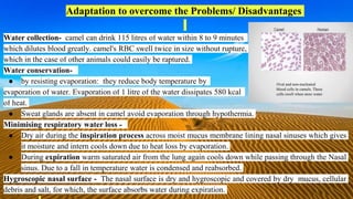 Thermal regulation in camel.pptx