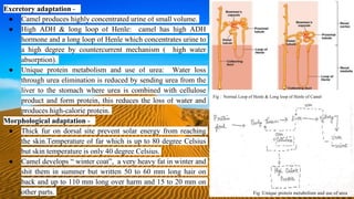 Thermal regulation in camel.pptx
