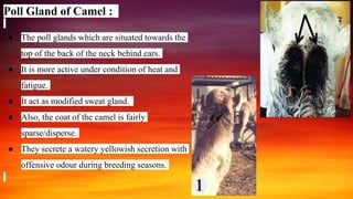 Thermal regulation in camel.pptx