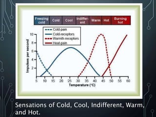 THERMAL SENSATION.pptx ITS A INTERESTION | PPTX | First Aid | Injuries