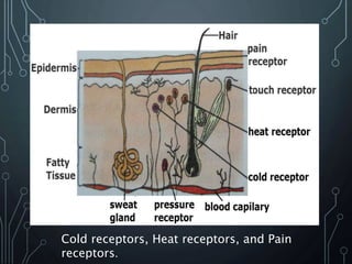 THERMAL SENSATION.pptx ITS A INTERESTION | PPTX | First Aid | Injuries