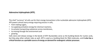 Energy, Thermodynamics and metabolism.pptx