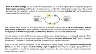 Energy, Thermodynamics and metabolism.pptx