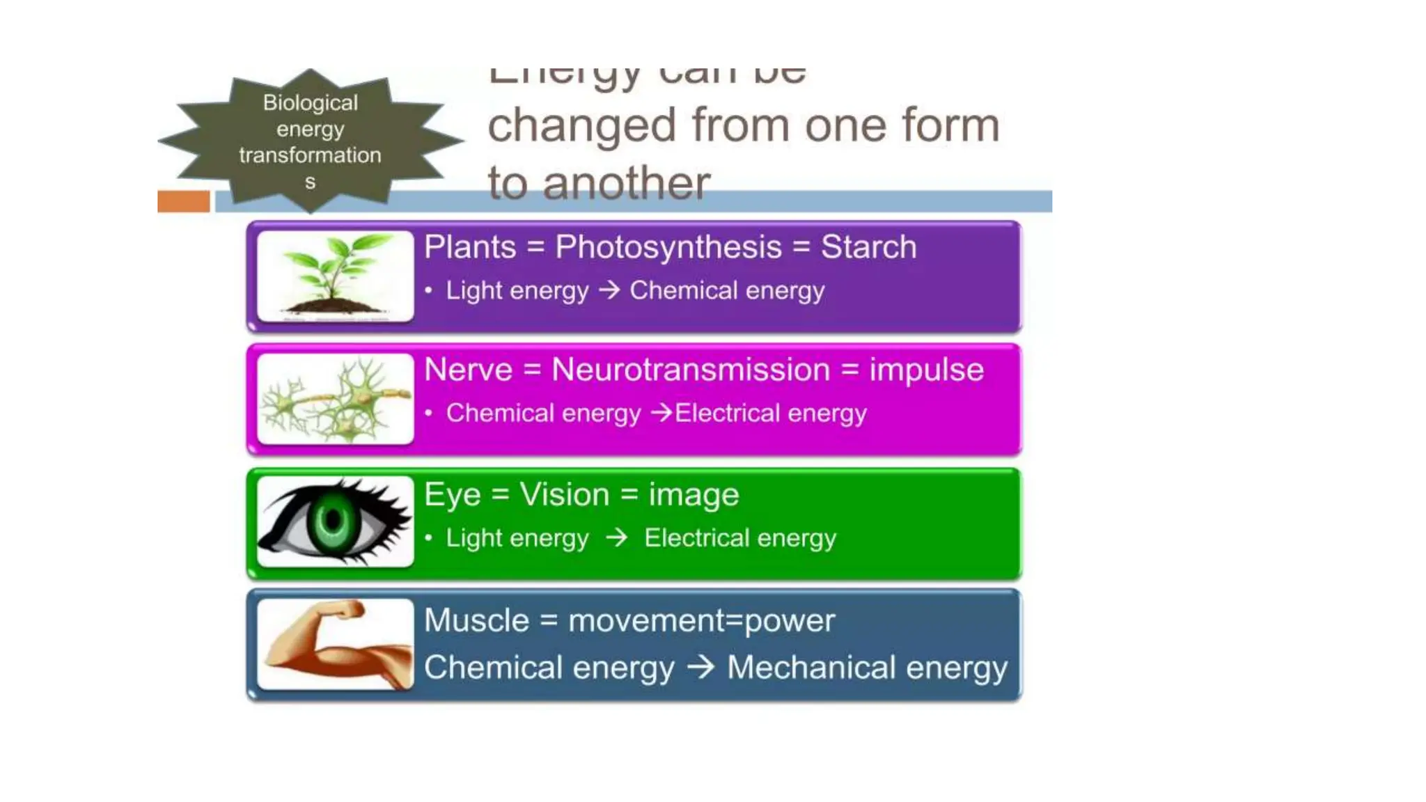 Thermodynamics in biological system.pptx
