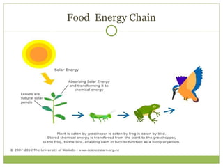 Thermodynamics in Ecology | PPT