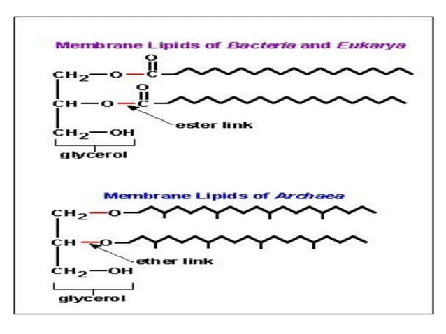 Extremophiles-Thermophiles, Barophiles, Halophiles | PPTX