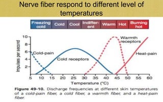 Thermoreceptor NBS.pptx
