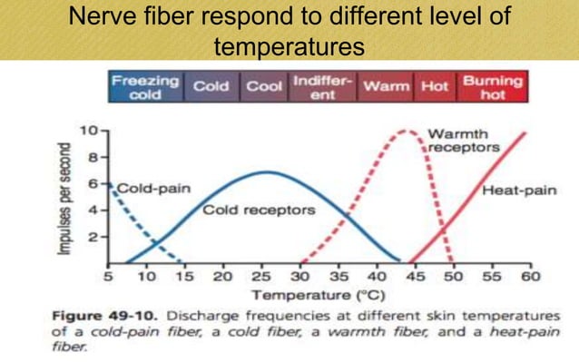 Thermoreceptor NBS.pptx