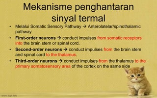 Thermoreceptor NBS.pptx