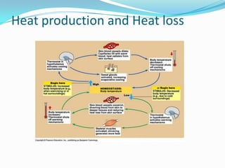 Thermoregulation | PPT