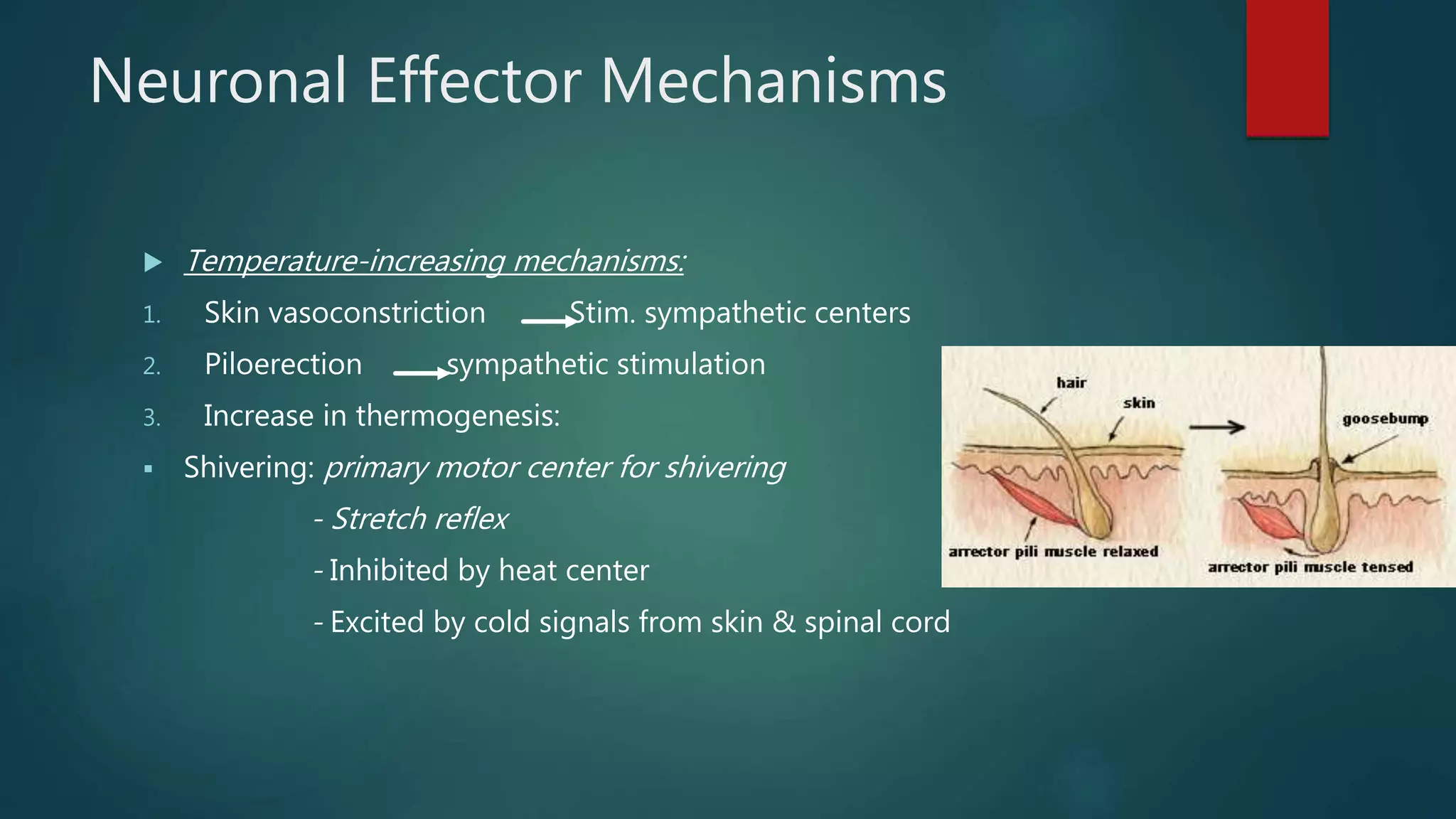 Thermoregulation | PPTX