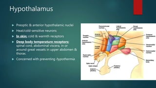 Thermoregulation | PPTX