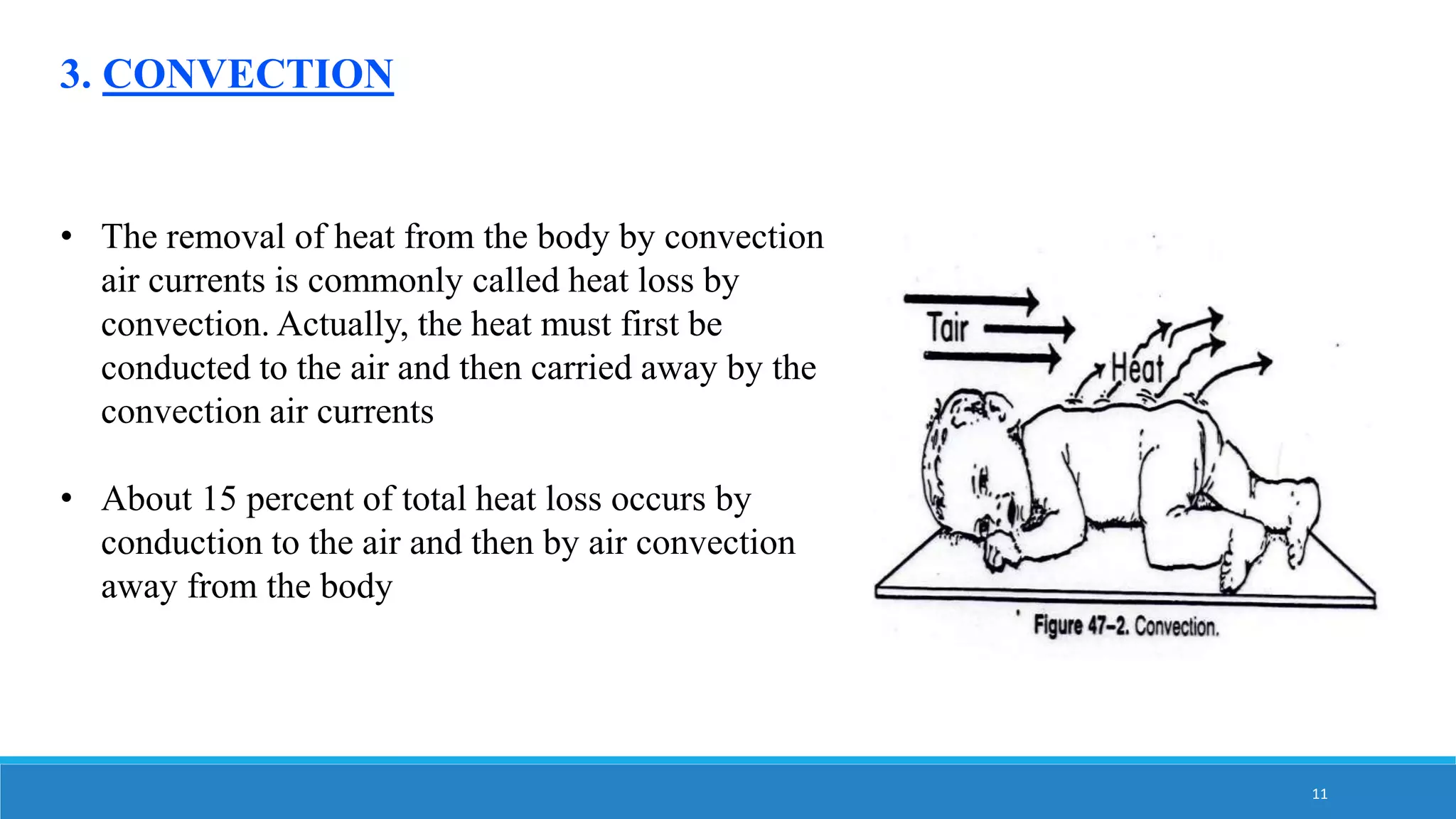 Thermoregulation | PPTX