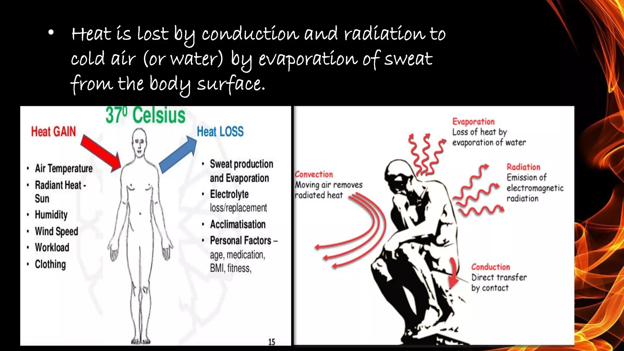 Thermoregulation in Human beings | PDF