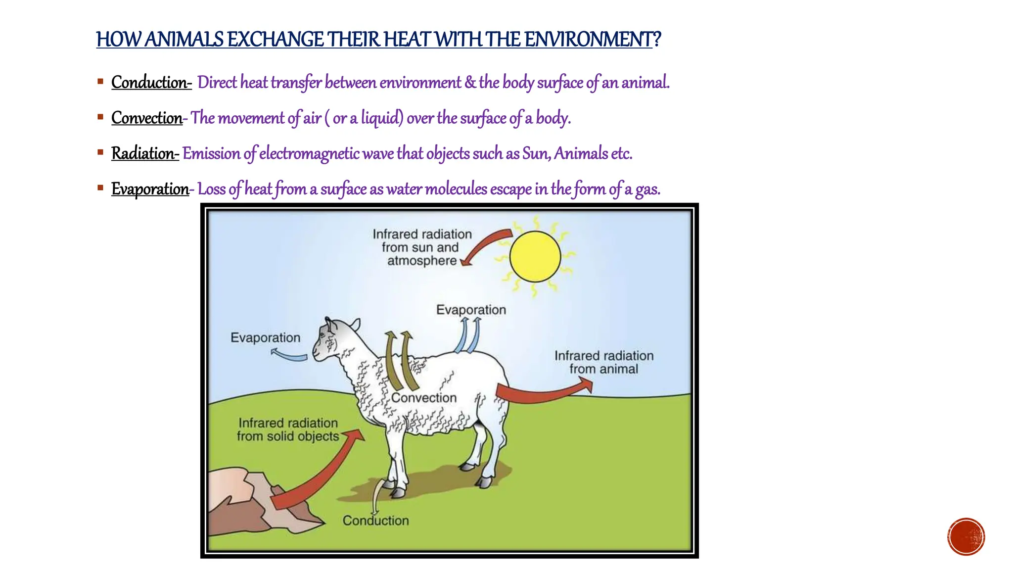 Thermoregulation and thermoregulatory functions in humans and other ...
